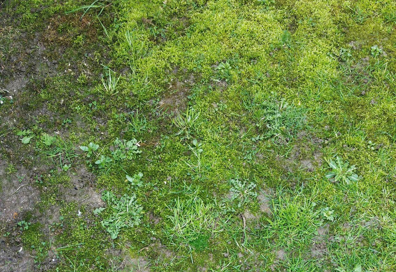 Moss